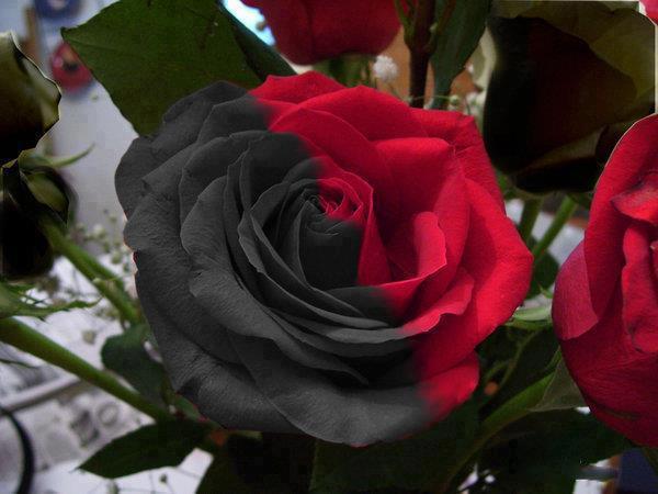 rózsa | Vicces oldal csak csajoknak | Pinky.hu