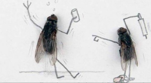 Légy-rajz « Pinky.hu